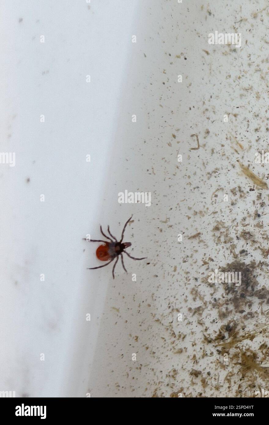 Castor Bean Tick (Ixodes ricinus), Arachnida, Glasgow G22, UK, Found ...