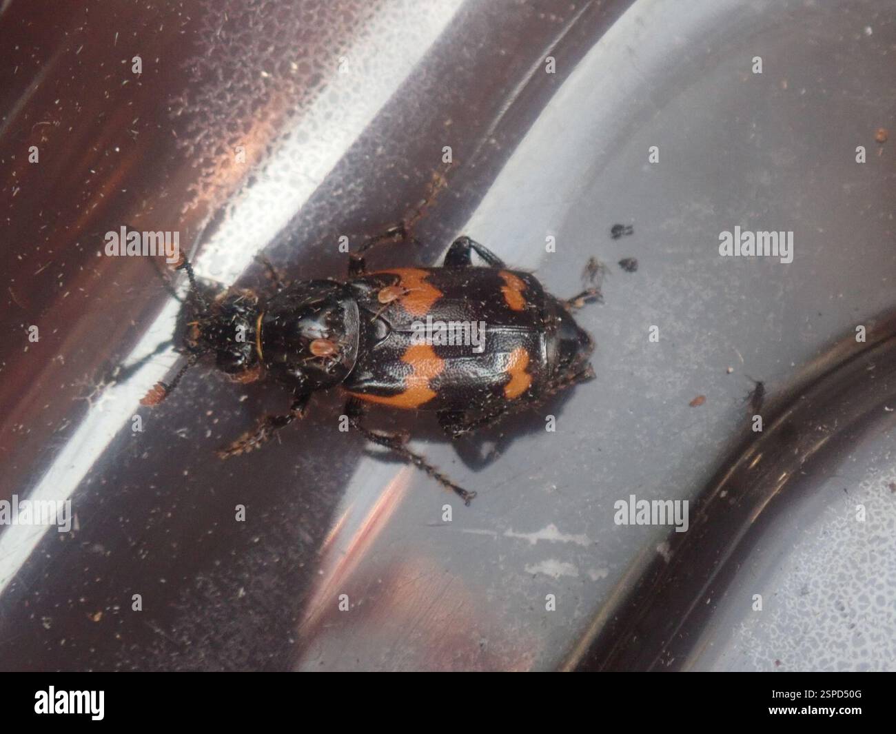 Carrion Beetle Mites (Poecilochirus), Arachnida, Royalston, MA, USA, On ...