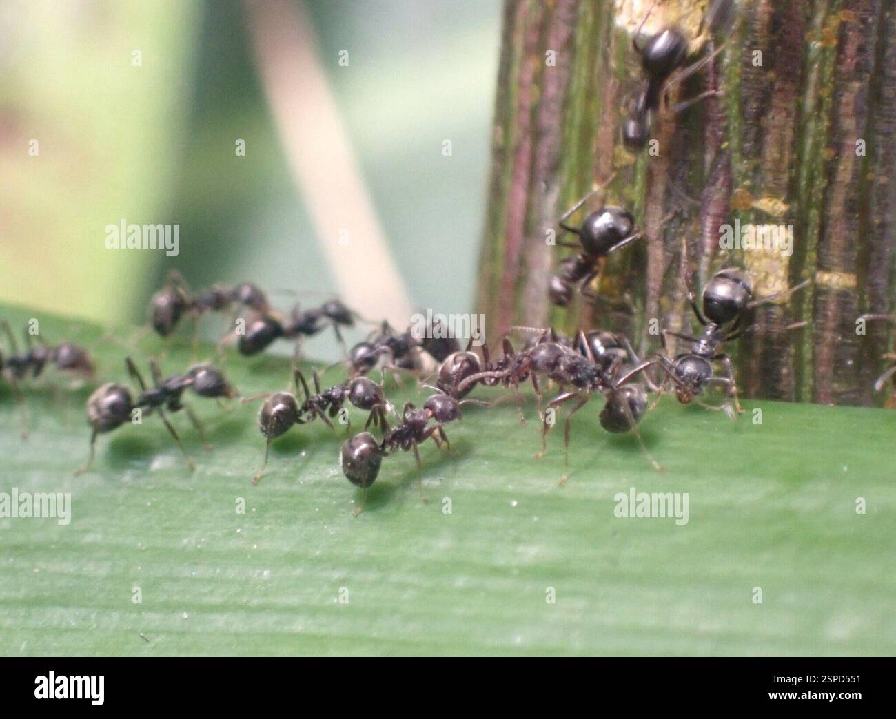 Cocoa Black Ant (Dolichoderus thoracicus), Insecta, Ko Phayam, Mueang ...