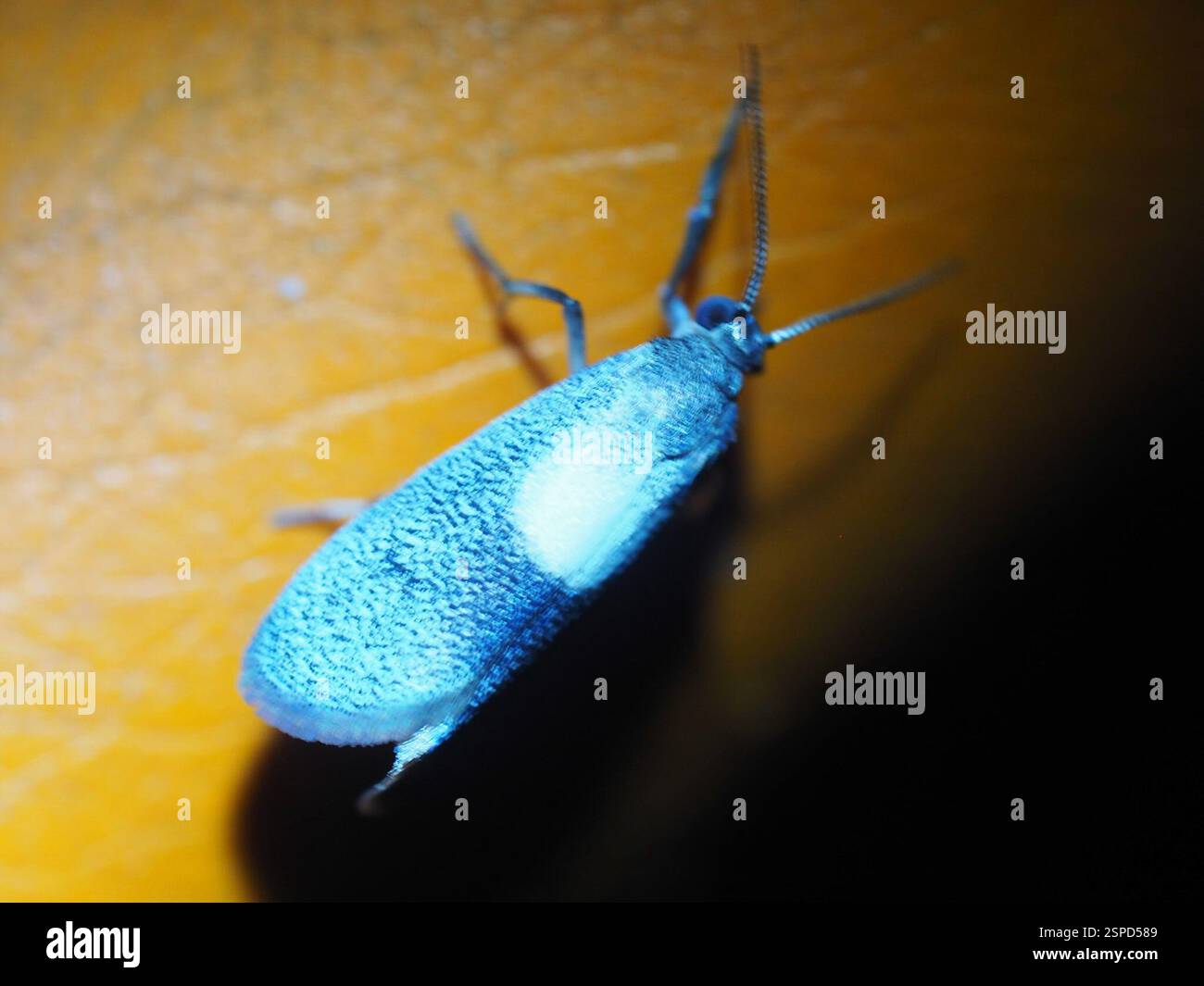 Lichen Moths (Lithosiini), Insecta, Klaaskreek, SR-BR, SR Stock Photo ...