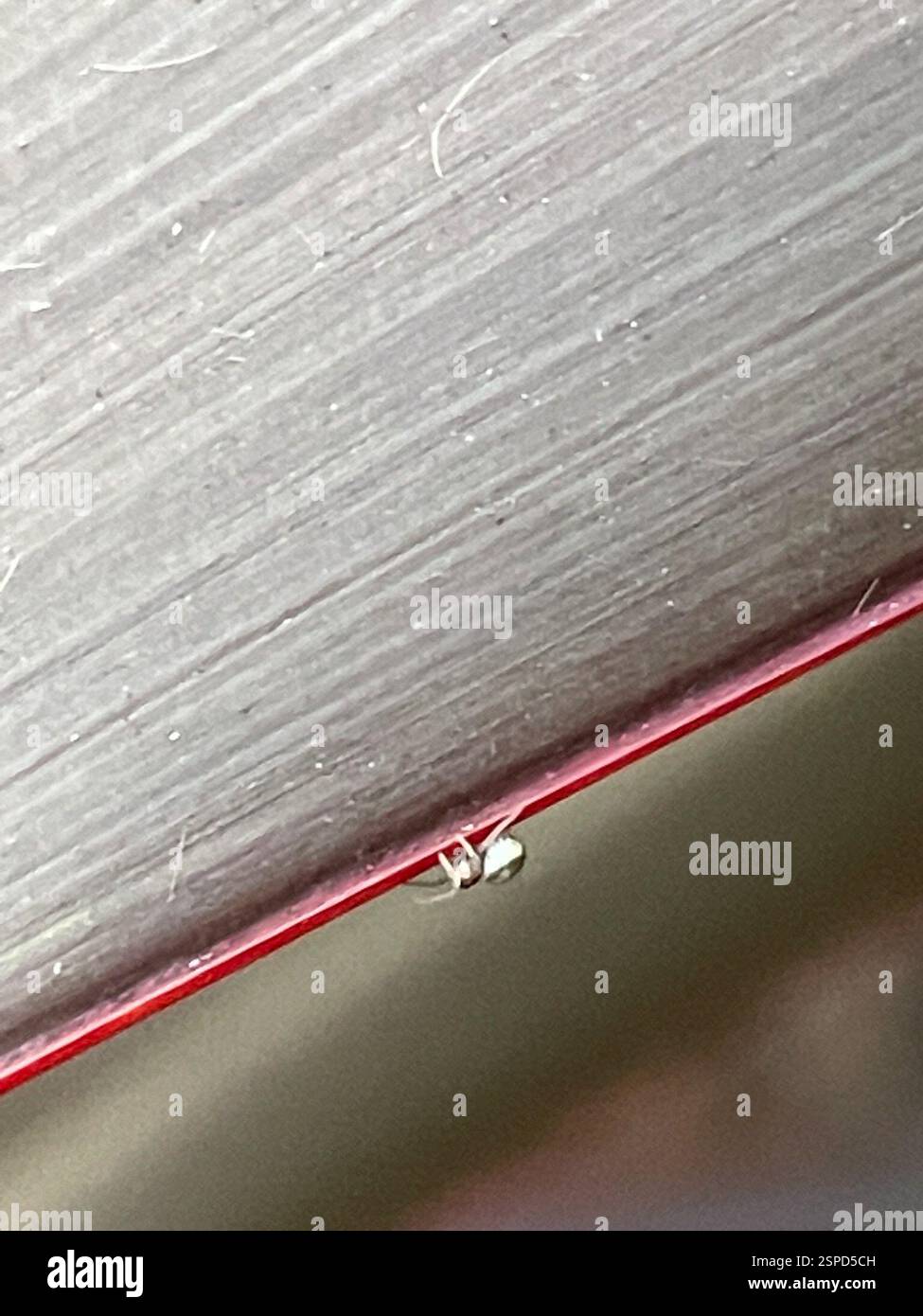 Spiders (Araneae), Arachnida, Melbourne VIC, Australia Stock Photo - Alamy