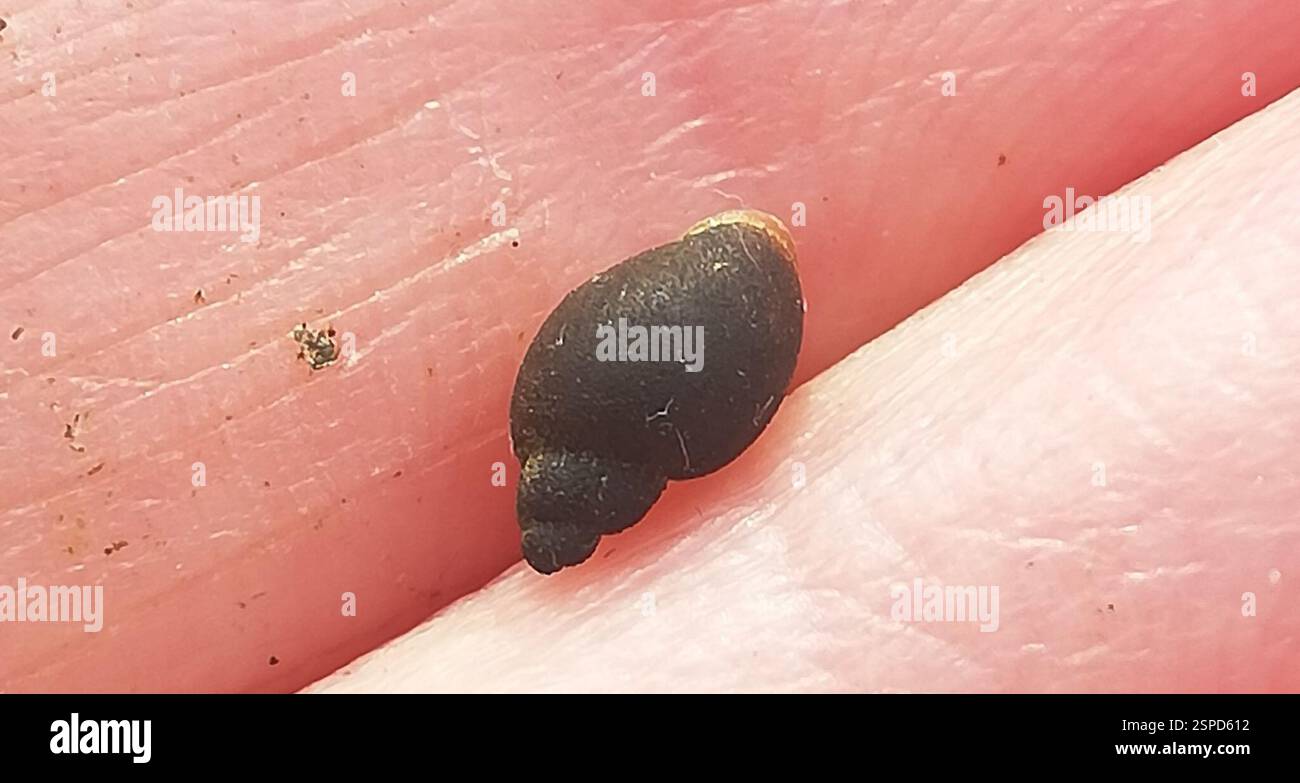 Dwarf pond snail (Galba truncatula), Mollusca, Ballenstedt, Germany ...