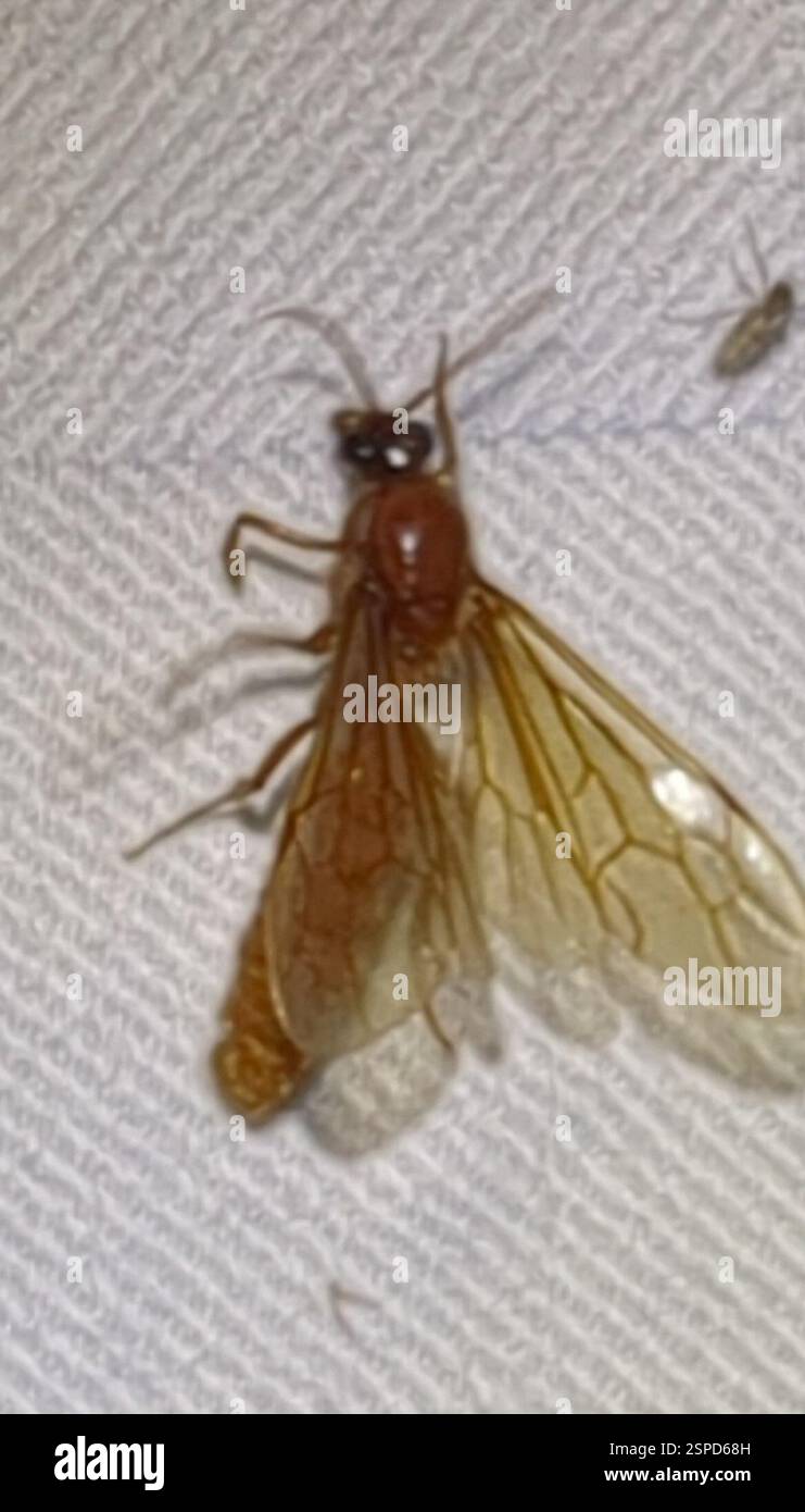 Labidus Army Ants (Labidus), Insecta, Burnet, TX 78611, USA Stock Photo ...