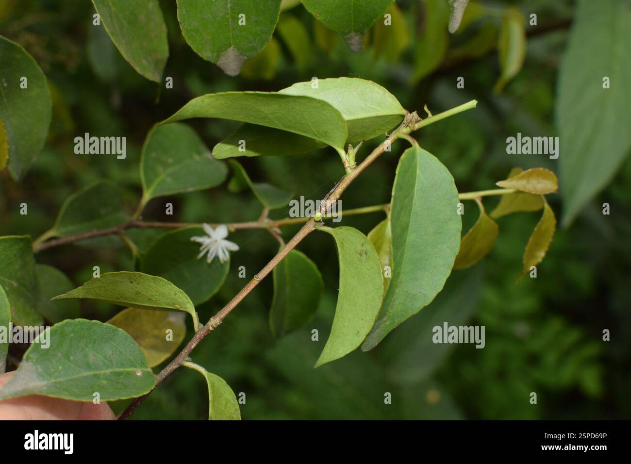 Triangle Crab Spider (Ebrechtella tricuspidata), Arachnida, 中国浙江省杭州市余杭区 ...