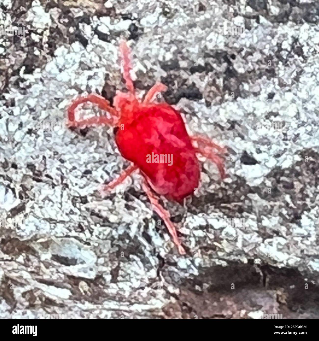 Velvet Mites (Trombidioidea), Arachnida, Frick Park, Pittsburgh, PA, US ...