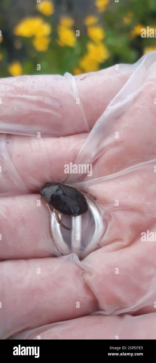 saucer bug (Ilyocoris cimicoides), Insecta, Coventry CV5, UK Stock ...