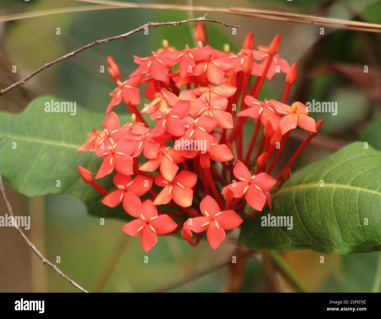 Jungle flame (Ixora coccinea), Plantae, Mysore Division, Karnataka ...