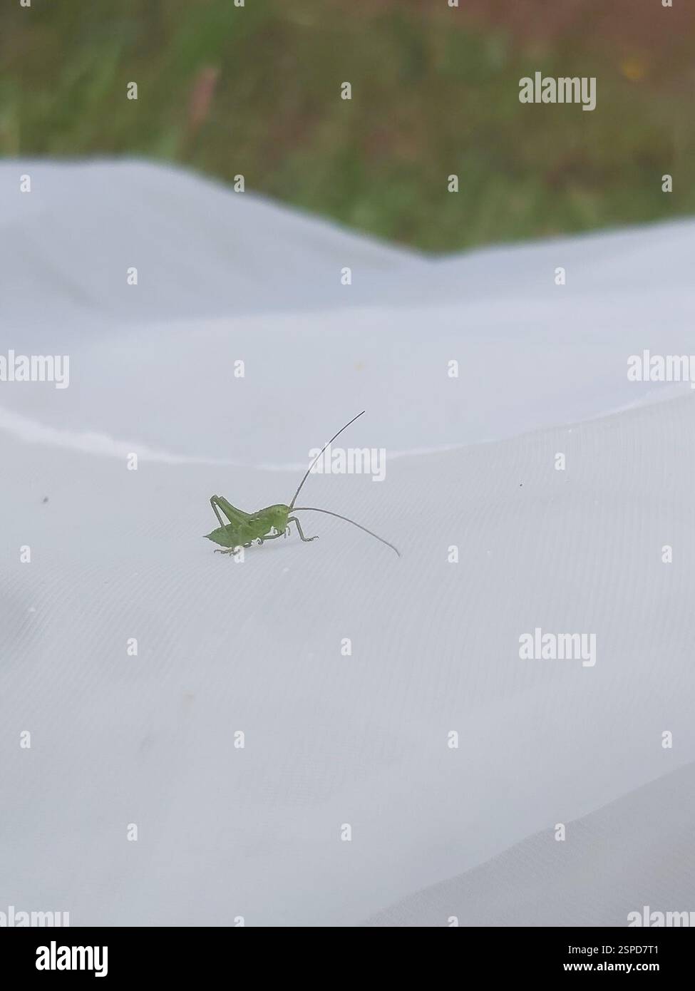 Tettigonia viridissima francia hi-res stock photography and images - Alamy