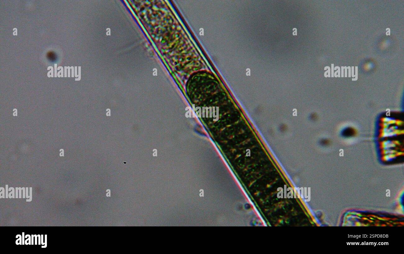 (Oscillatoriales), , George Town, Cayman Islands, Magnification of ...