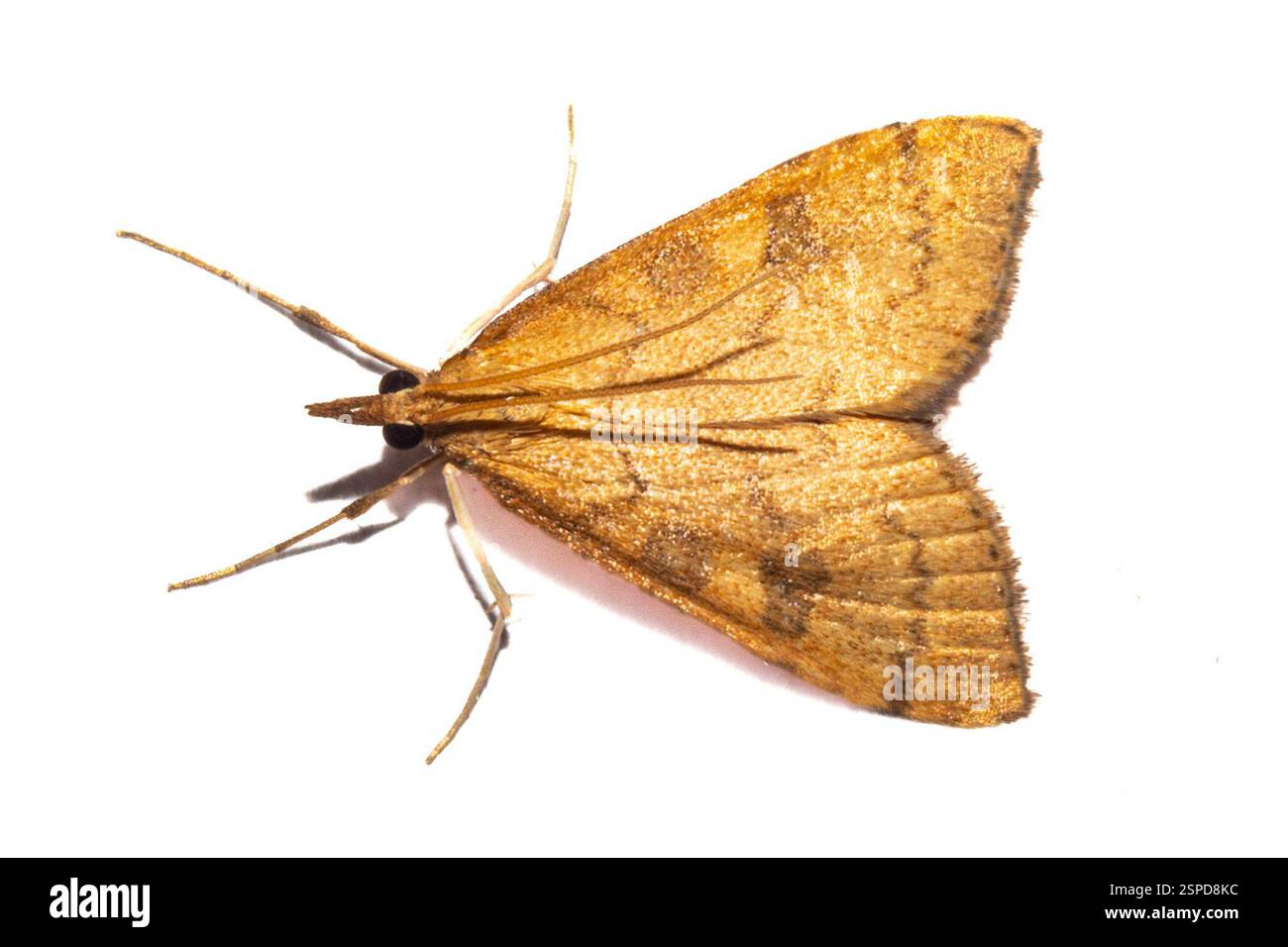 Rusty Dotted Triangle (Mnesictena flavidalis), Insecta, Naseby, New ...