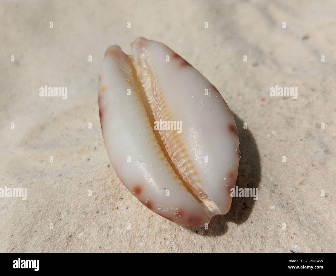 (Mauritia histrio), Mollusca, Maldives Stock Photo - Alamy