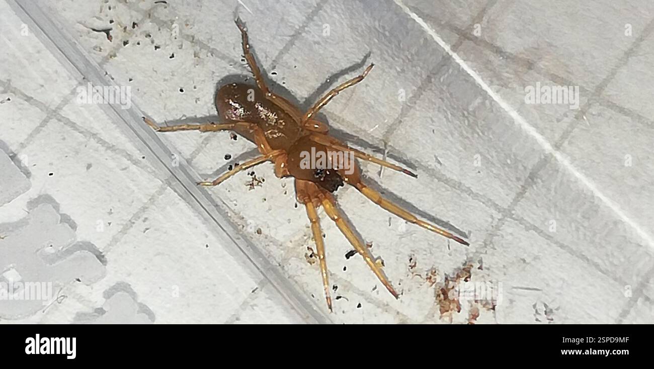 Woodlouse Hunter Spiders (Dysderidae), Arachnida, Ballenstedt, Germany ...