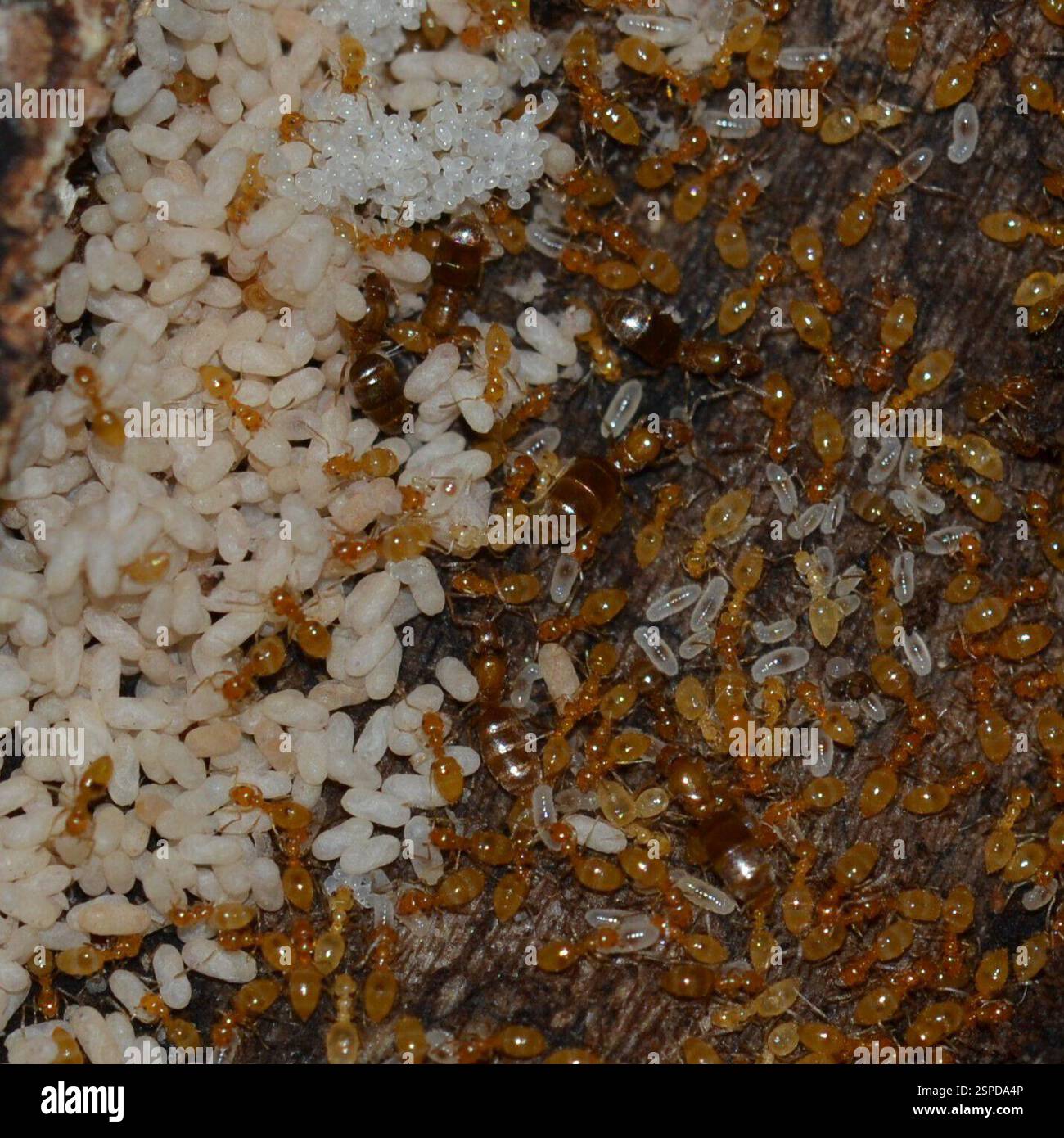 Little Yellow Ant (Plagiolepis alluaudi), Insecta, Hilo, HI 96720, USA ...