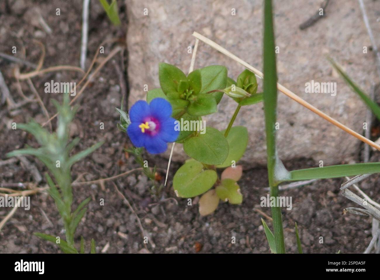 Foemina Blue Pimpernel (Lysimachia foemina), Plantae, Aegina, Greece ...
