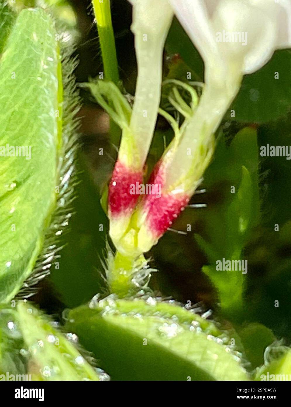 Subterranean Clover (Trifolium subterraneum), Plantae, Fort Ord ...