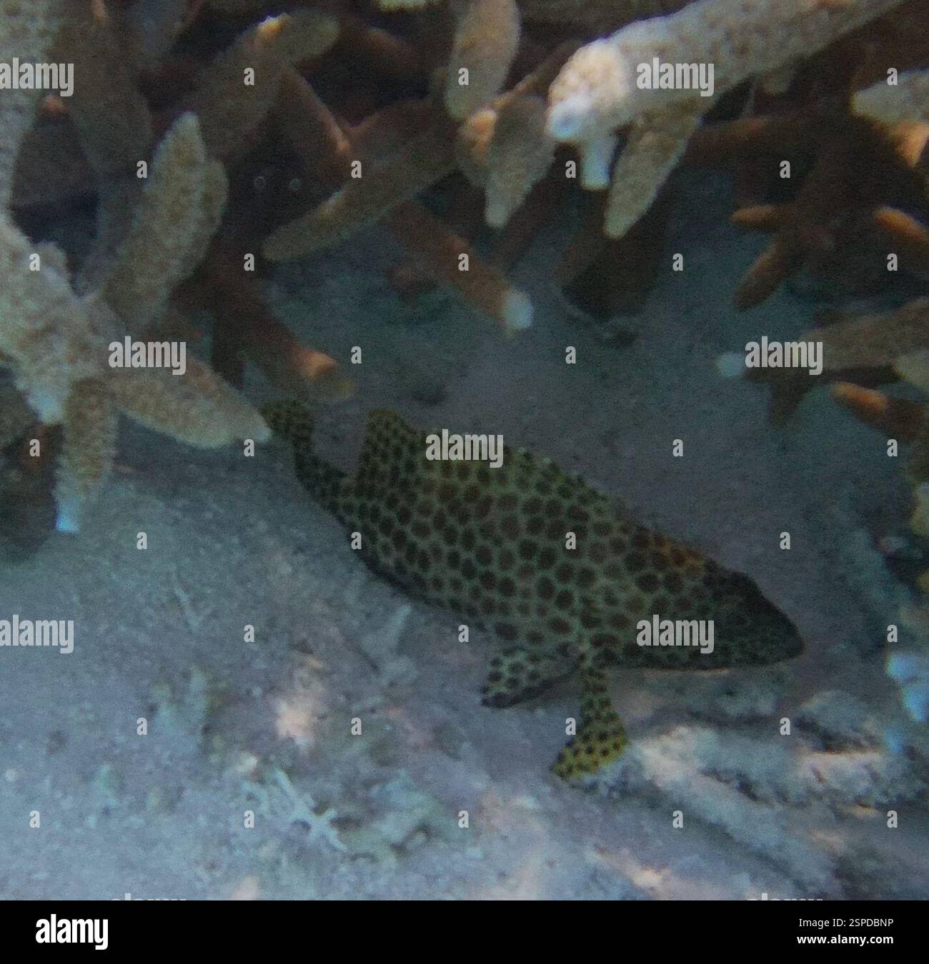 Honeycomb Grouper (Epinephelus merra), Actinopterygii, Kaafu Atoll ...