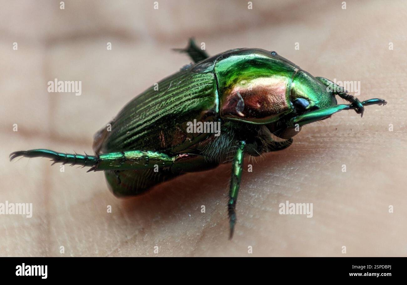 Shining Leaf Chafers (Rutelinae), Insecta, 209, C7/A3, Missionary Hill ...