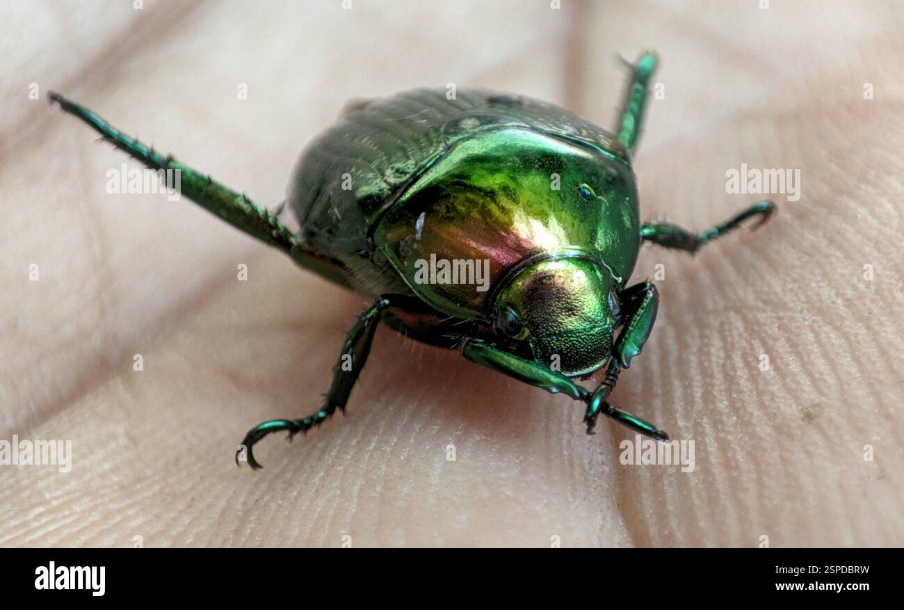 Shining Leaf Chafers (Rutelinae), Insecta, 209, C7/A3, Missionary Hill ...