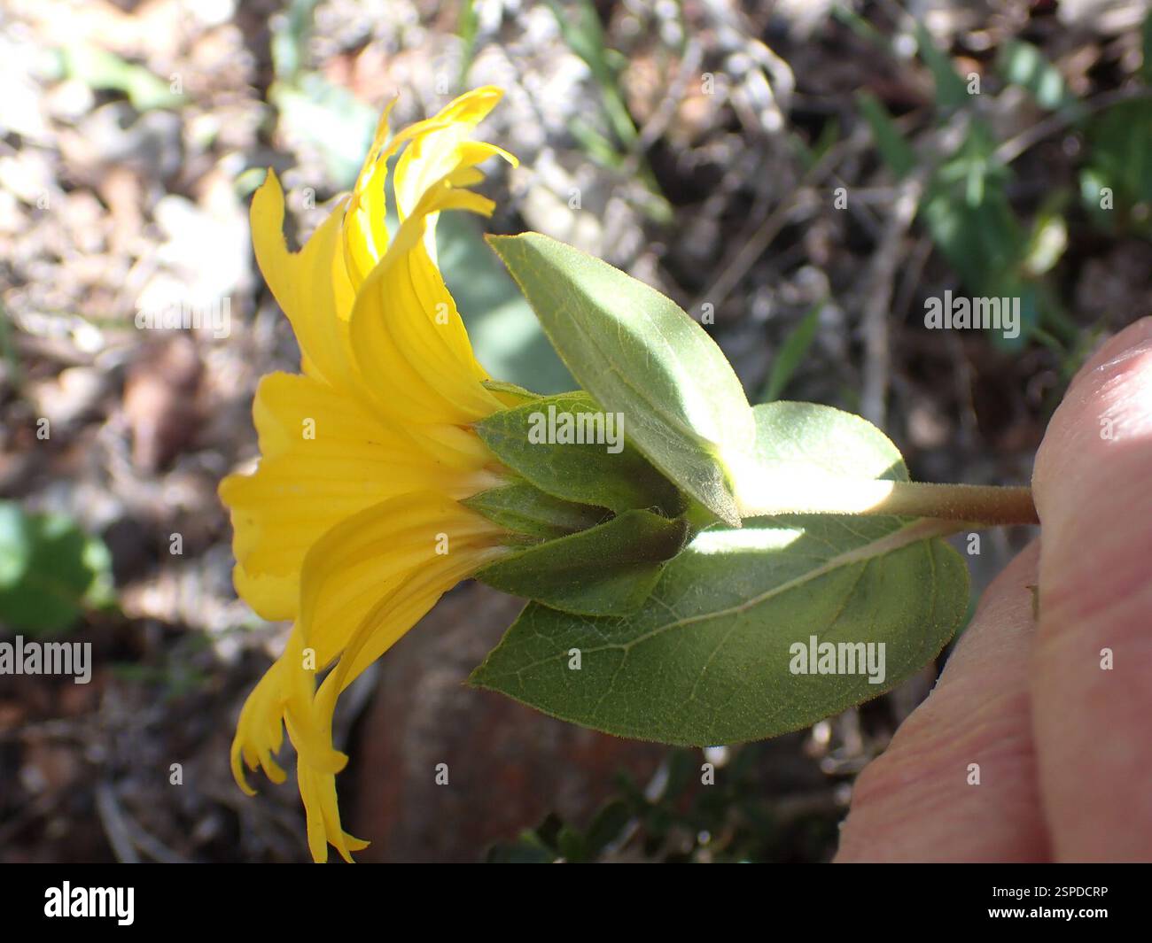 Bolander's mule's ears (Agnorhiza bolanderi), Plantae, Pine Hill ...