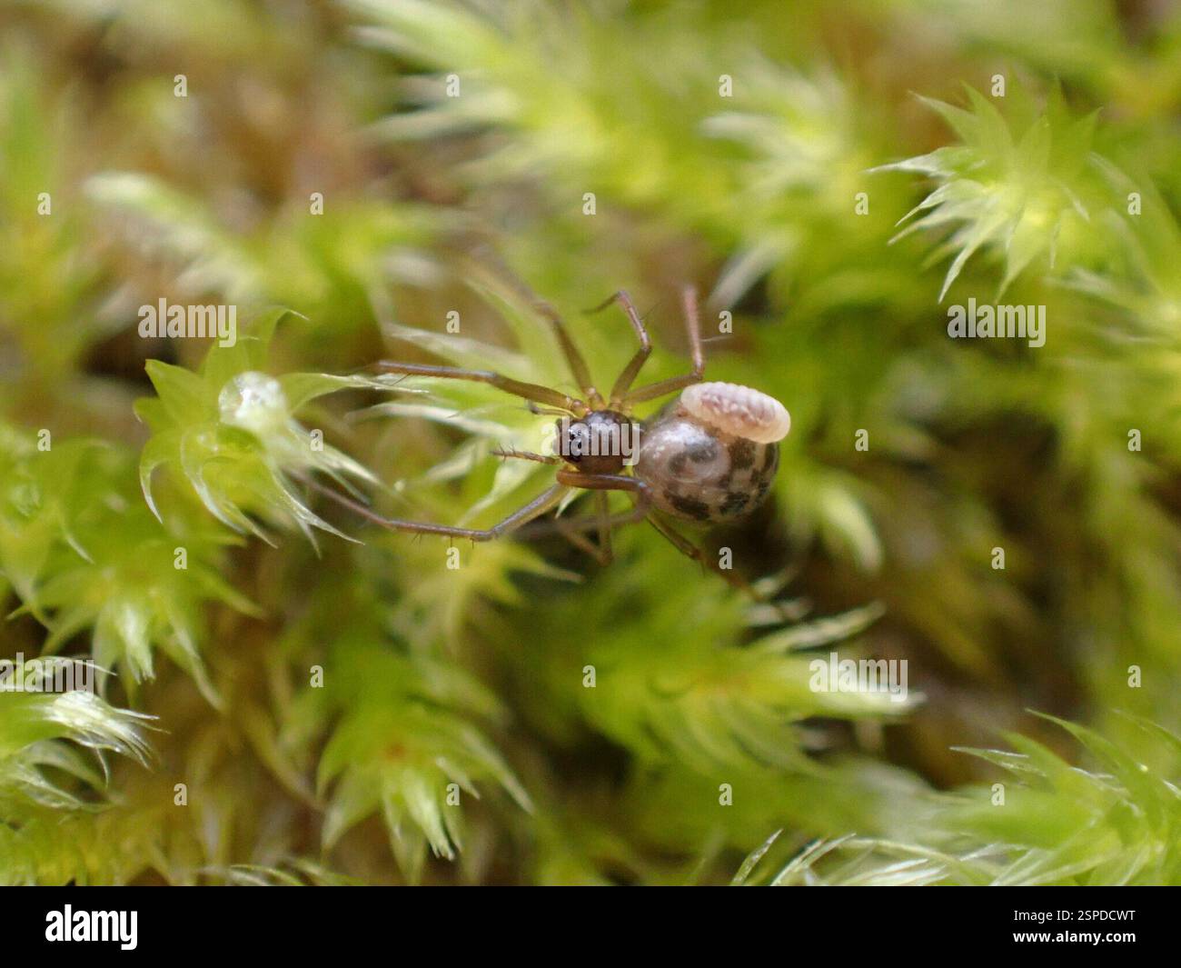 (Tenuiphantes), Arachnida, Central Vancouver, Vancouver, BC, Canada ...