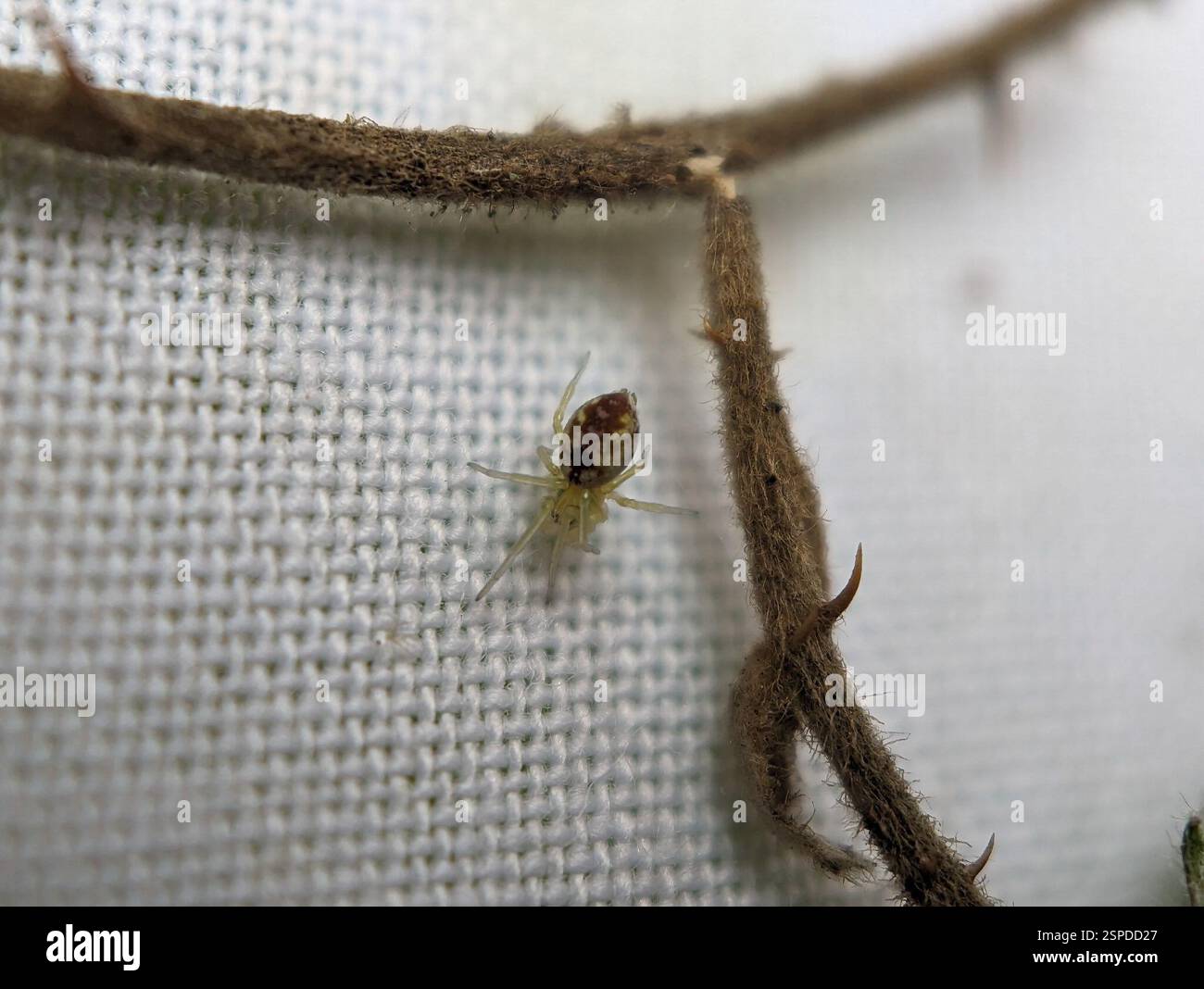 Bleeding Heart Spider (Nigma puella), Arachnida, London, UK Stock Photo ...