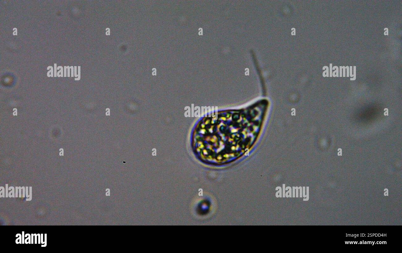euglenids (Euglenida), Protozoa, University City South, Charlotte, NC ...
