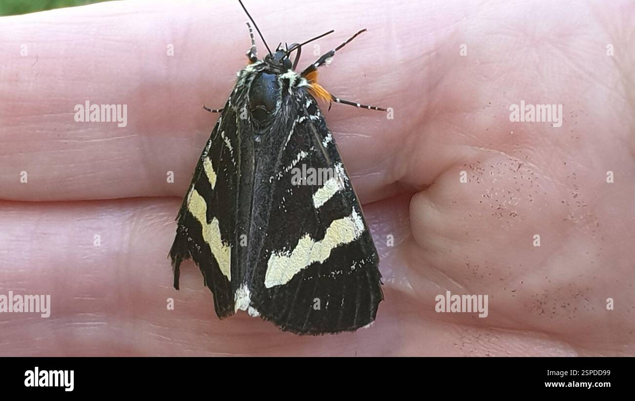 Australian Grapevine Moth (Phalaenoides glycinae), Insecta, Morphett ...