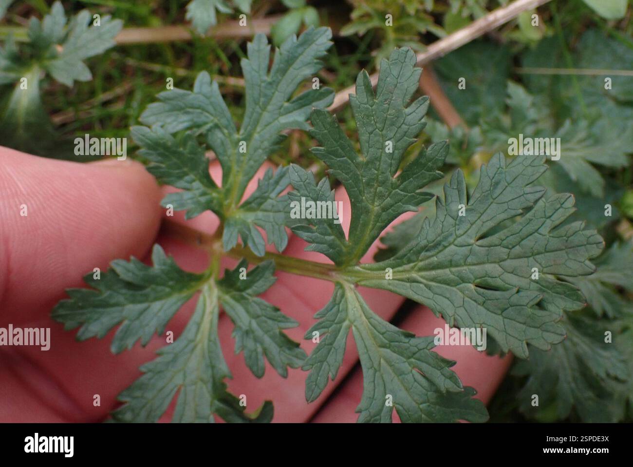 northern sanicle (Sanicula graveolens), Plantae, Capital, BC, Canada ...