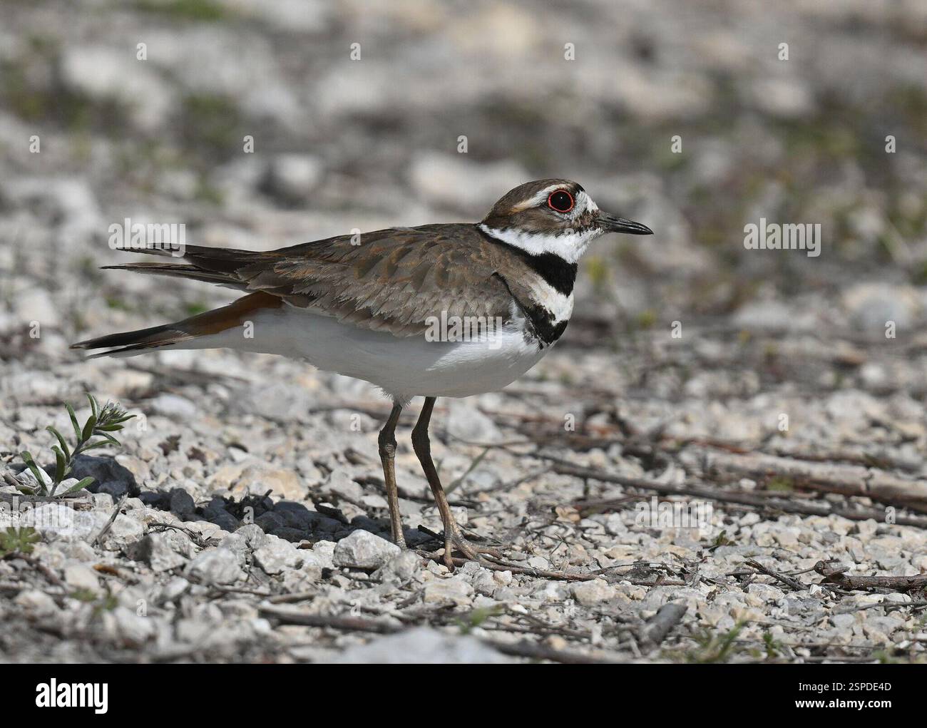 Killdeer (Charadrius vociferus), Aves, Clarence Cannon NWR, Pike County ...