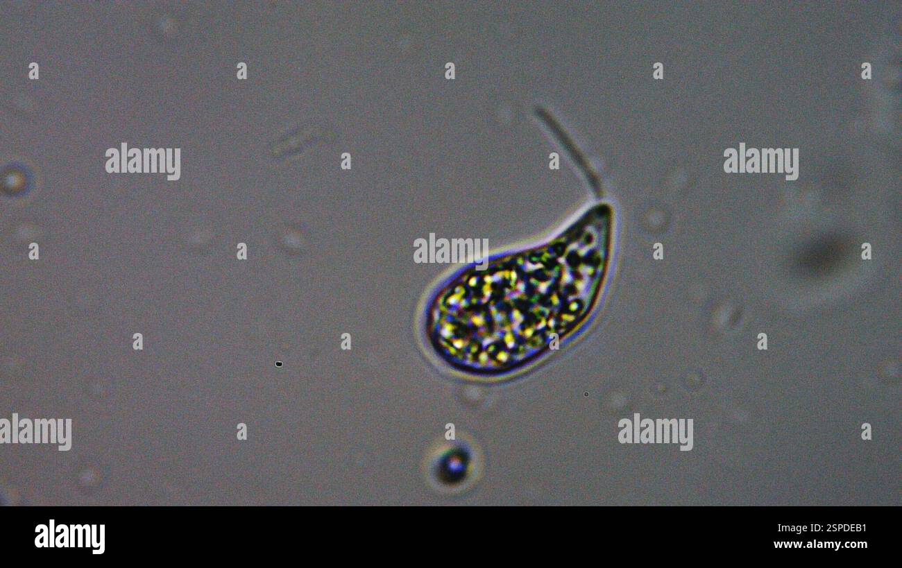 euglenids (Euglenida), Protozoa, University City South, Charlotte, NC ...
