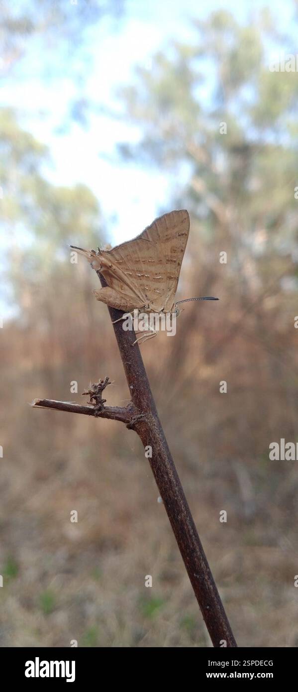 Common Shot Silverline (Cigaritis ictis), Insecta, Bamroli, Gujarat ...