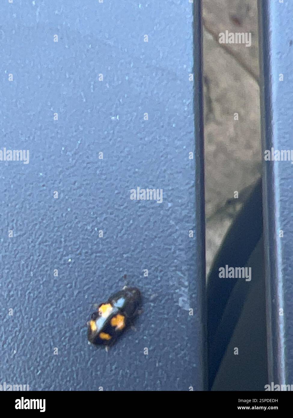 Picnic Beetle (Glischrochilus fasciatus), Insecta, University of ...