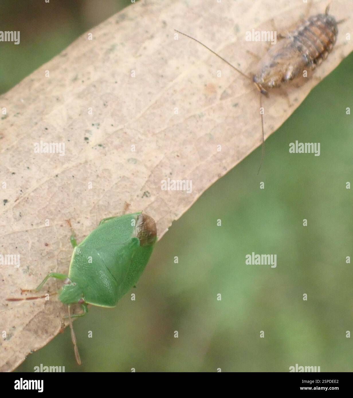 Cockroach underside hi-res stock photography and images - Alamy