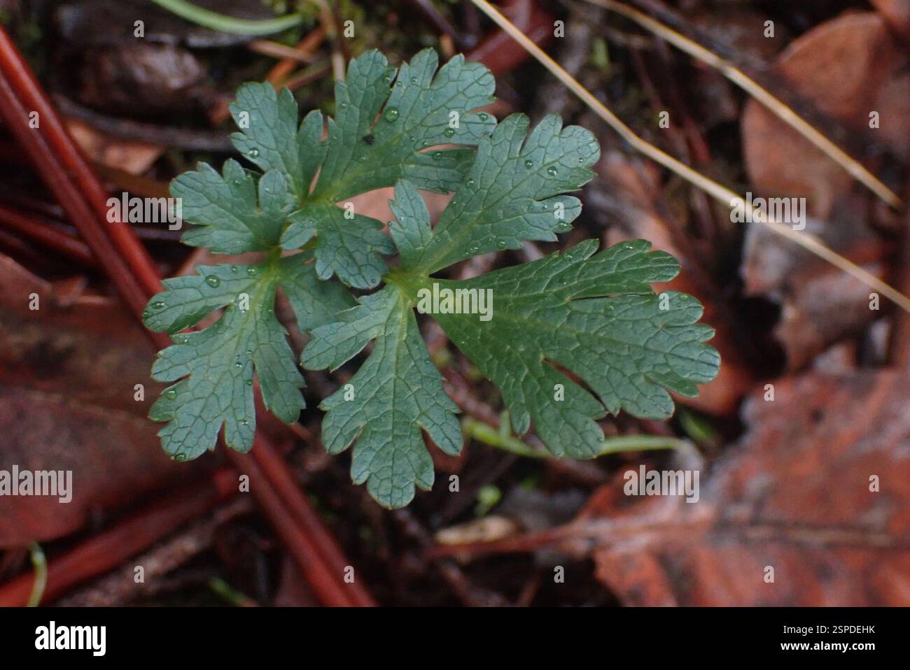northern sanicle (Sanicula graveolens), Plantae, Capital, BC, Canada ...