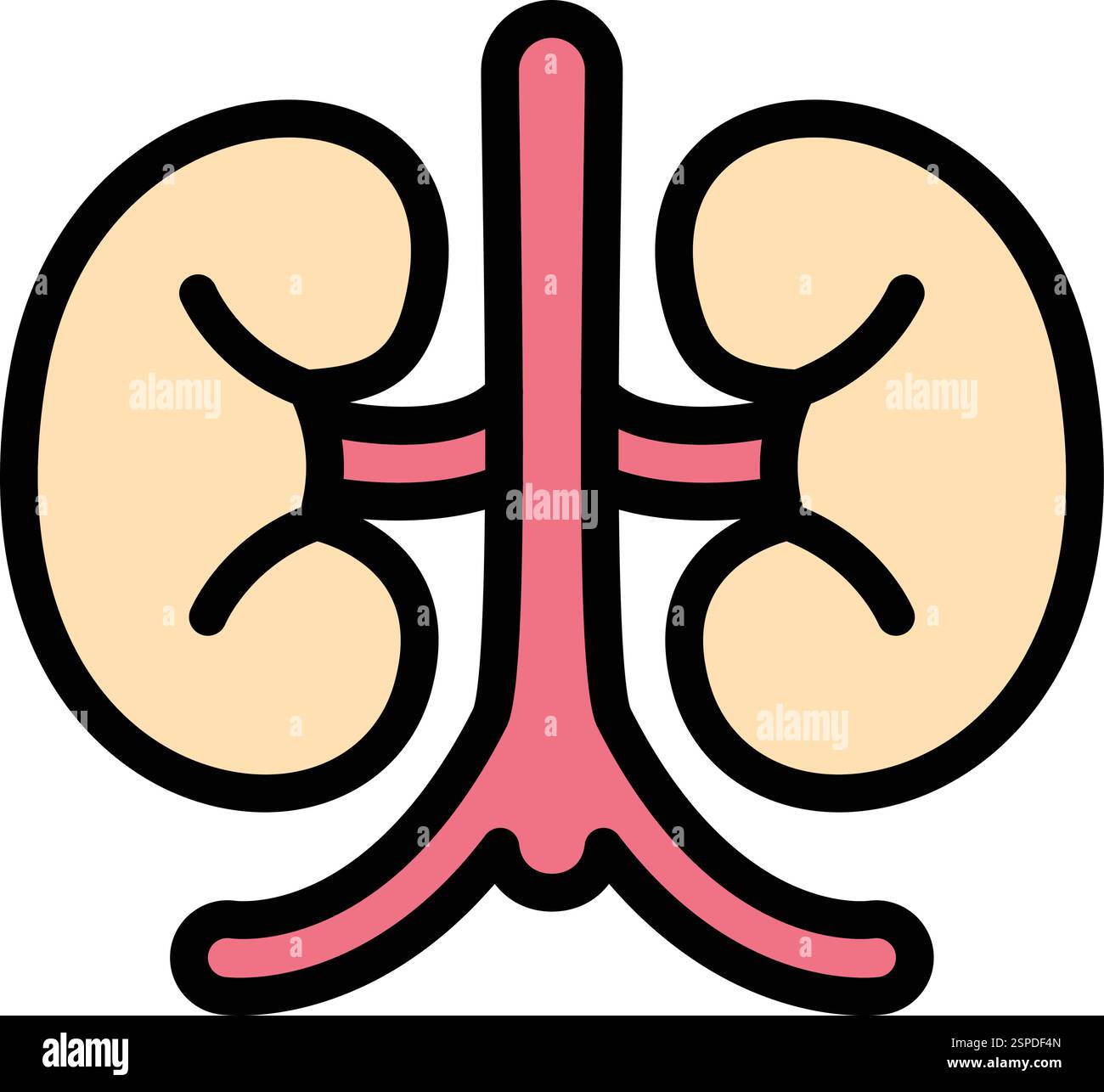 Kidney Vector Icon Design Illustration Stock Vector Image & Art - Alamy