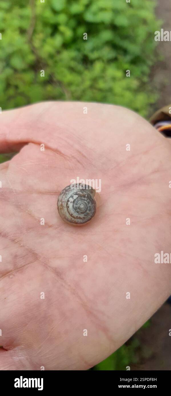 Kentish Snail (Monacha cantiana), Mollusca, Coventry CV4, UK Stock ...