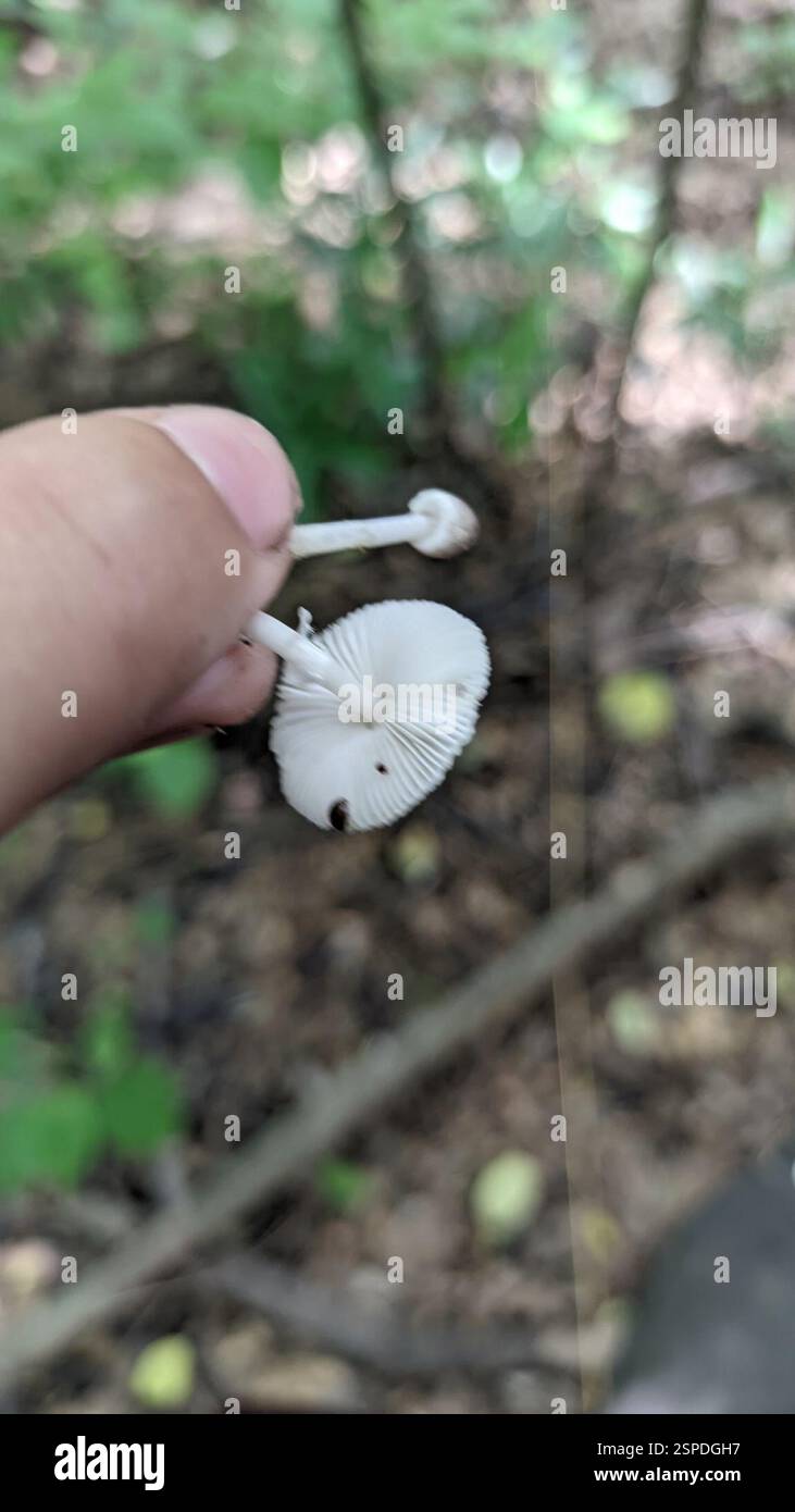 Periodo seco hi-res stock photography and images - Alamy