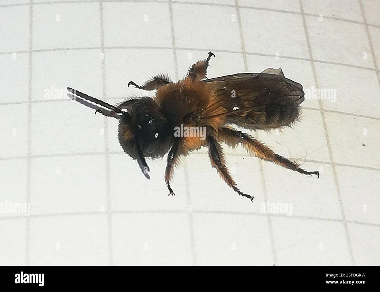 Mining Bees (Andrena), Insecta, Ballenstedt, Germany, Every year around ...