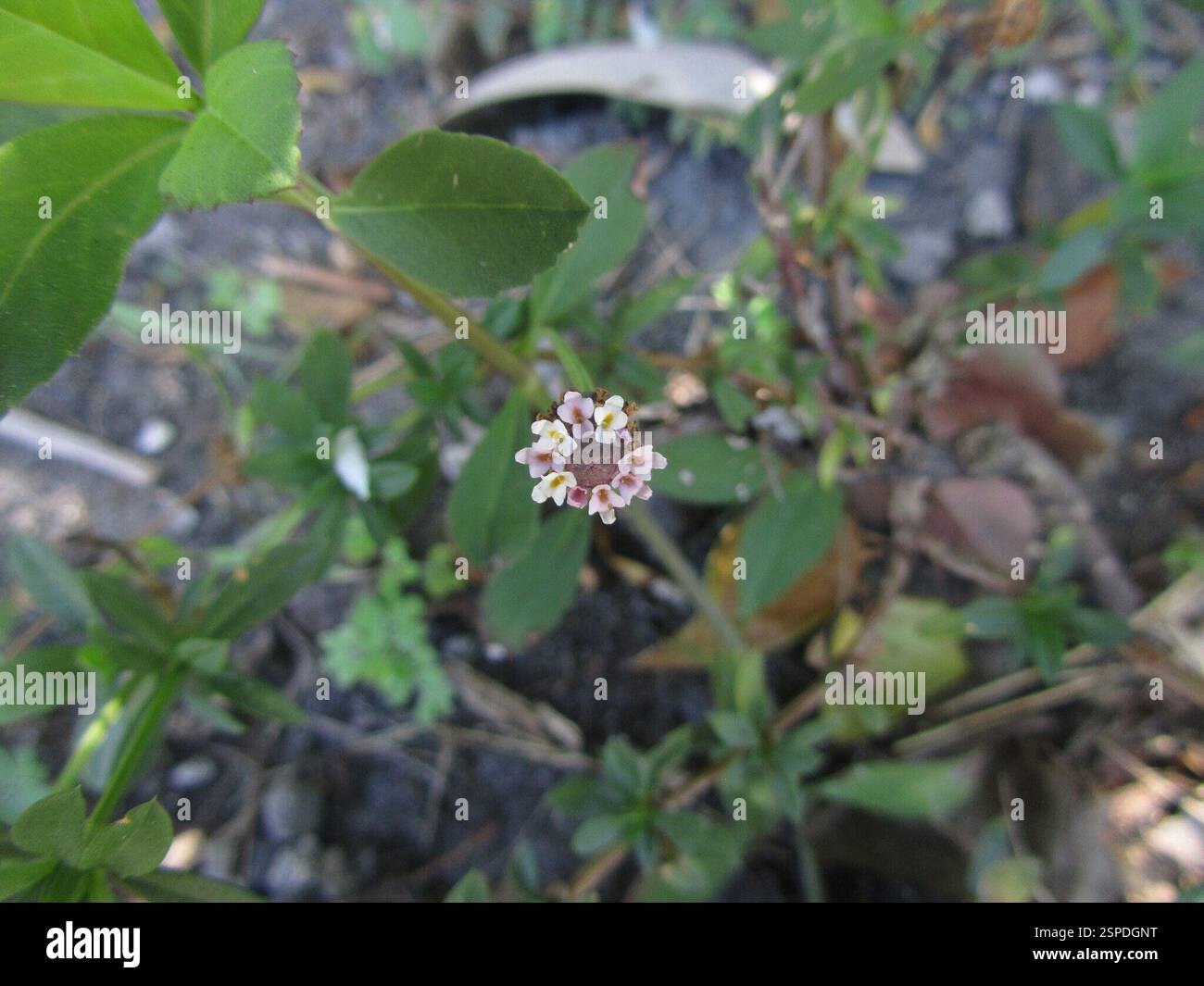 turkey tangle frogfruit (Phyla nodiflora), Plantae, West Bay, Cayman ...