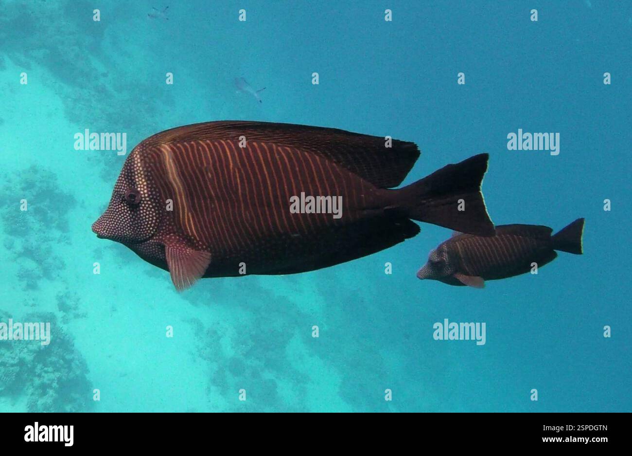 Indian Sailfin Tang (Zebrasoma desjardinii), Actinopterygii, Sharks Bay ...