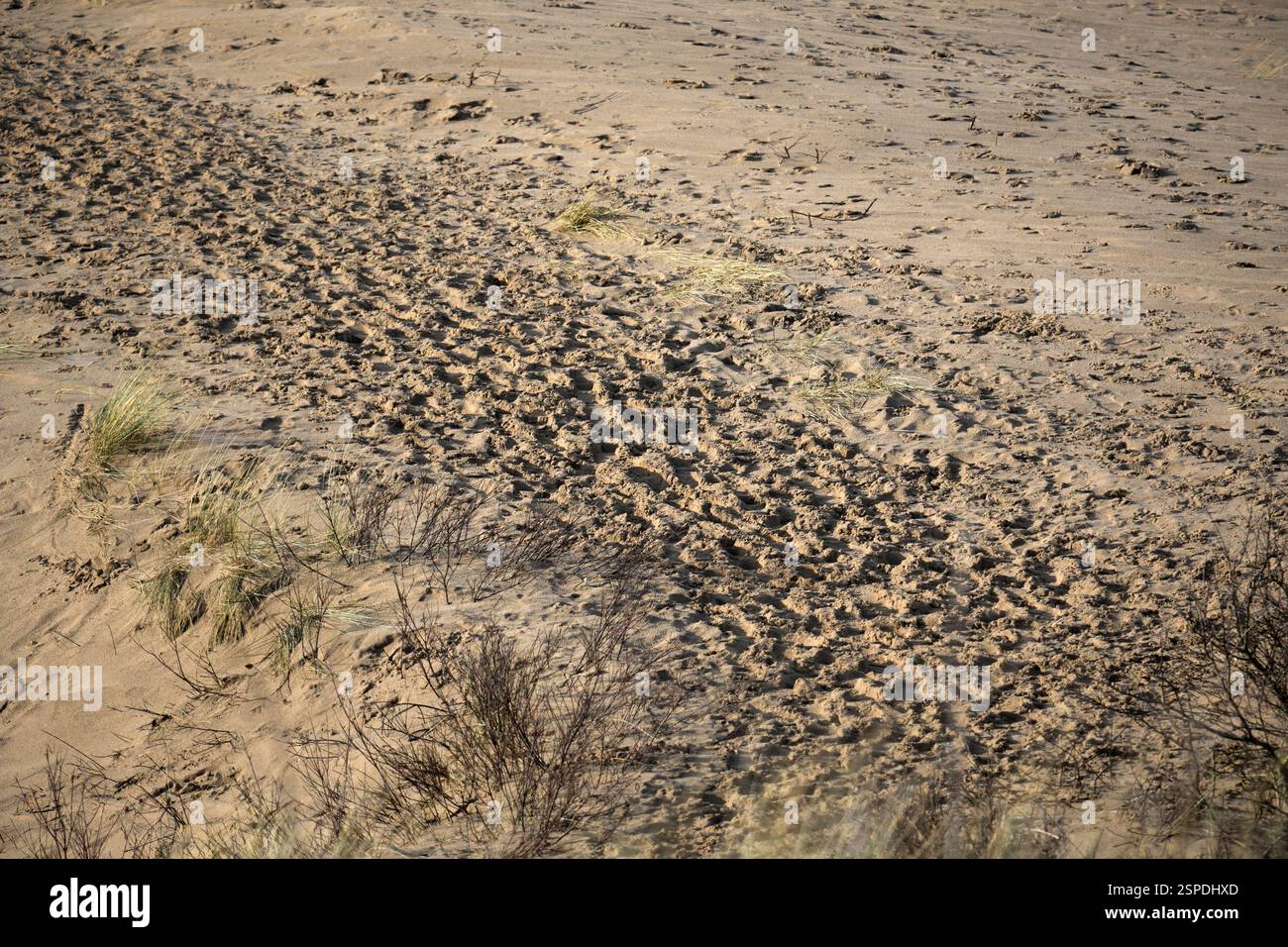 Footprints in the sand at Formby Merseyside UK Stock Photo - Alamy