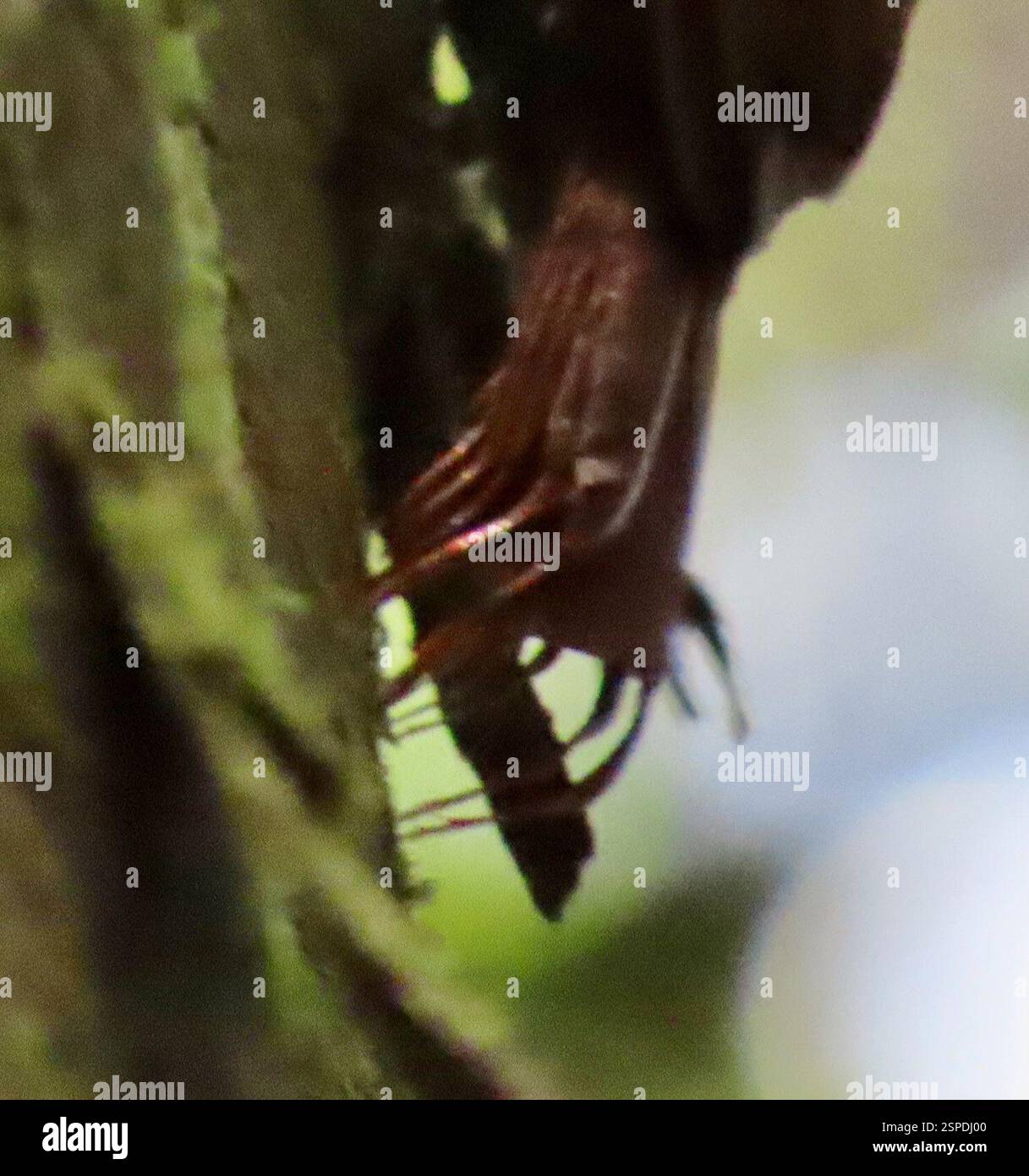 Wedge-billed Woodcreeper (Glyphorynchus spirurus), Aves, Darien, PA ...