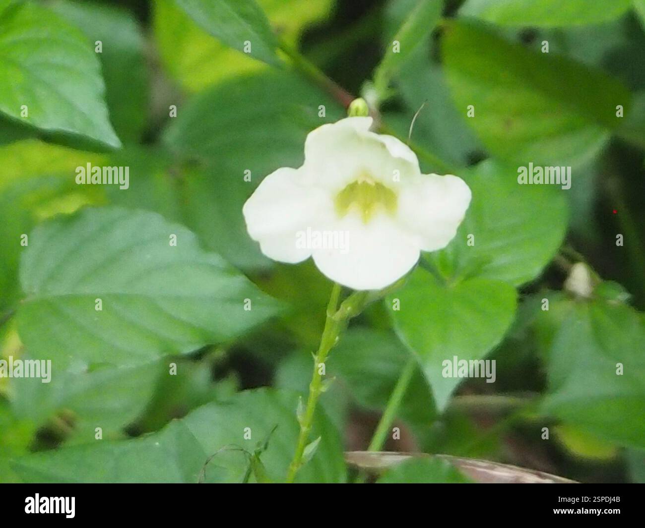 Asian Coromandel (Asystasia gangetica), Plantae, Blauwgrond, Paramaribo ...