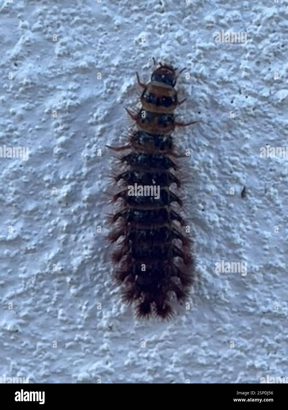 (Drilus mauritanicus), Insecta, Rua Brigadeiro Costa Franco, Lagos ...