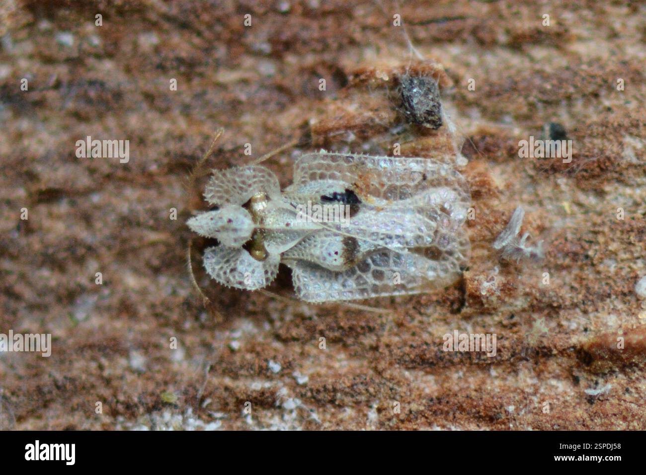 Eastern Sycamore Lace Bug (Corythucha ciliata), Insecta, Altstadt ...