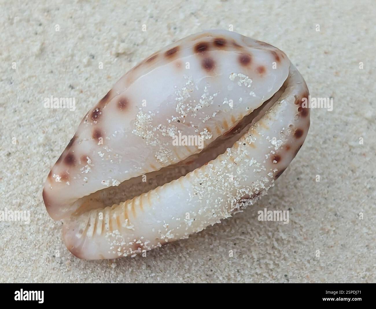 (Mauritia histrio), Mollusca, Maldives Stock Photo - Alamy