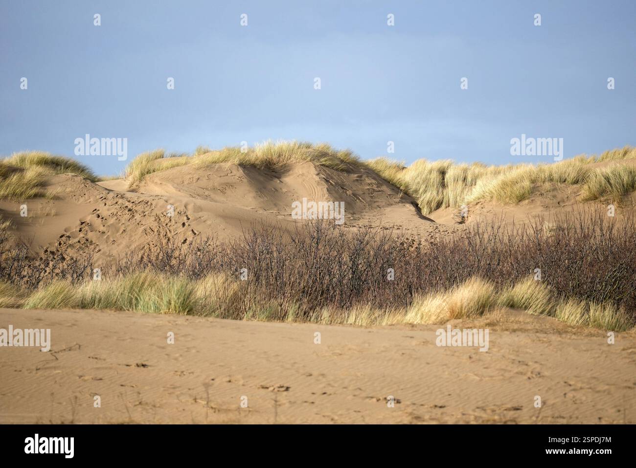 Grass glume hi-res stock photography and images - Alamy