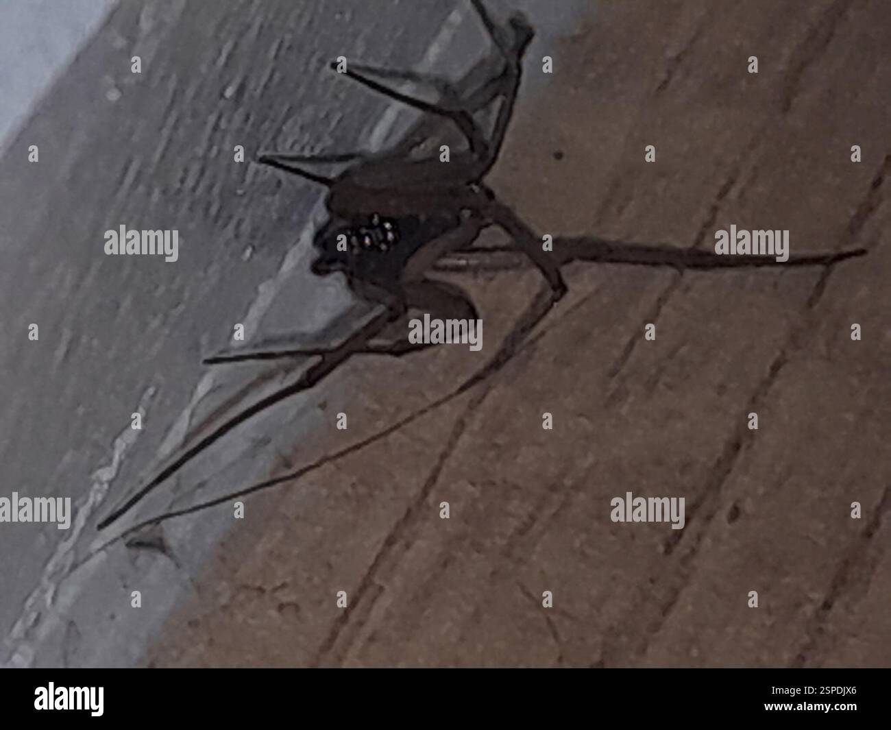 False Widow Spiders (Steatoda), Arachnida, Edgemead, Cape Town, 7407 ...
