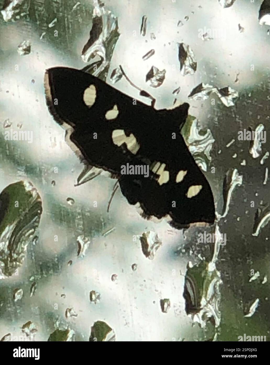 Grape Leaffolder Moth (Desmia funeralis), Insecta, Jaden Ct, Greer, SC ...