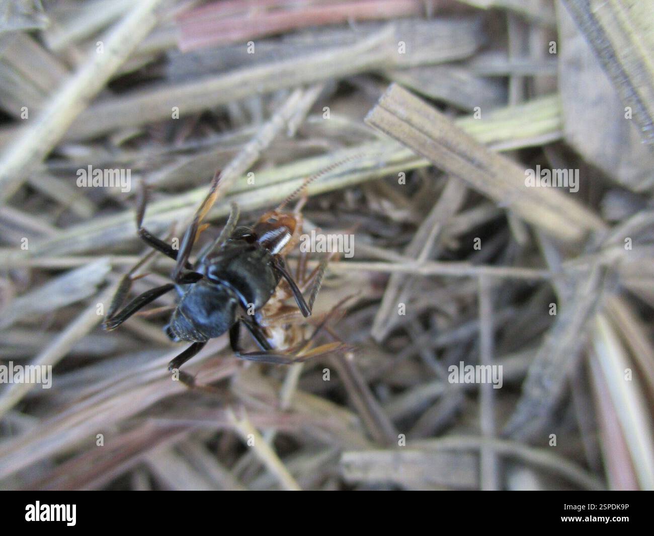 African stink ant (Paltothyreus tarsatus), Insecta, Katima Mulilo ...